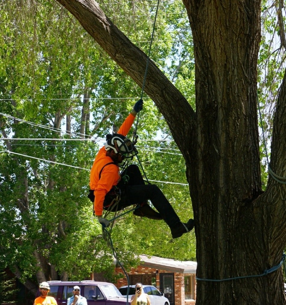 R.O. Landscape & Tree Service LLC Photo Gallery | Tucson, AZ