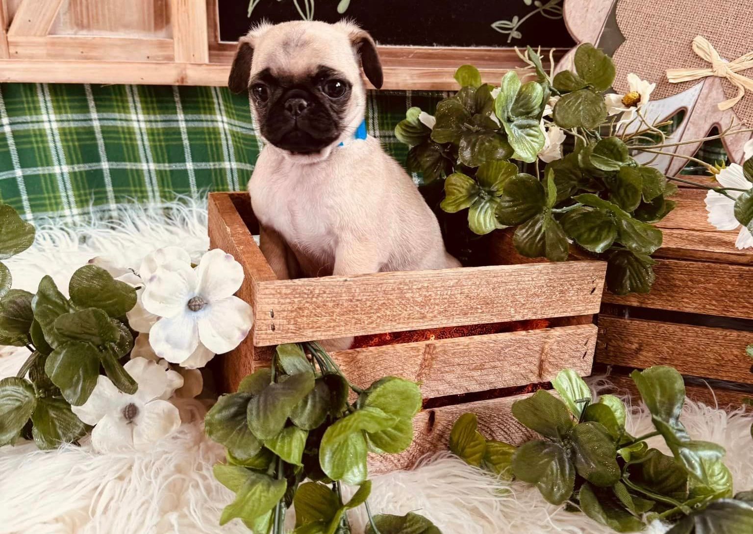 Puppyworld | Pet Shop | Franklin, WI