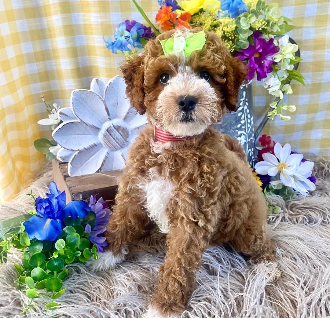 Puppyworld | Pet Shop | Franklin, WI