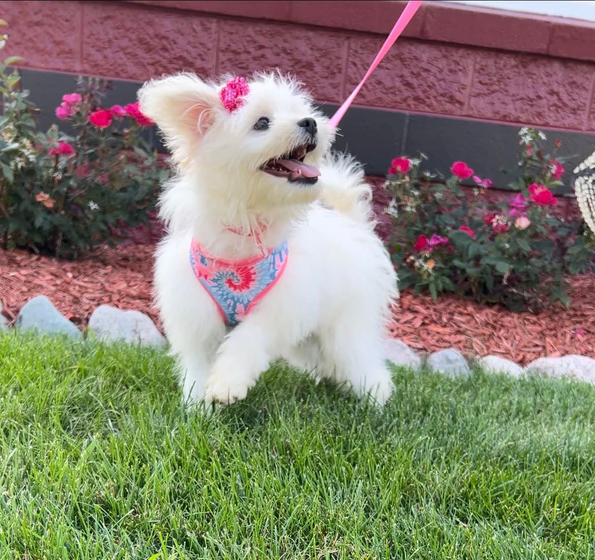 Puppyworld | Pet Shop | Franklin, WI