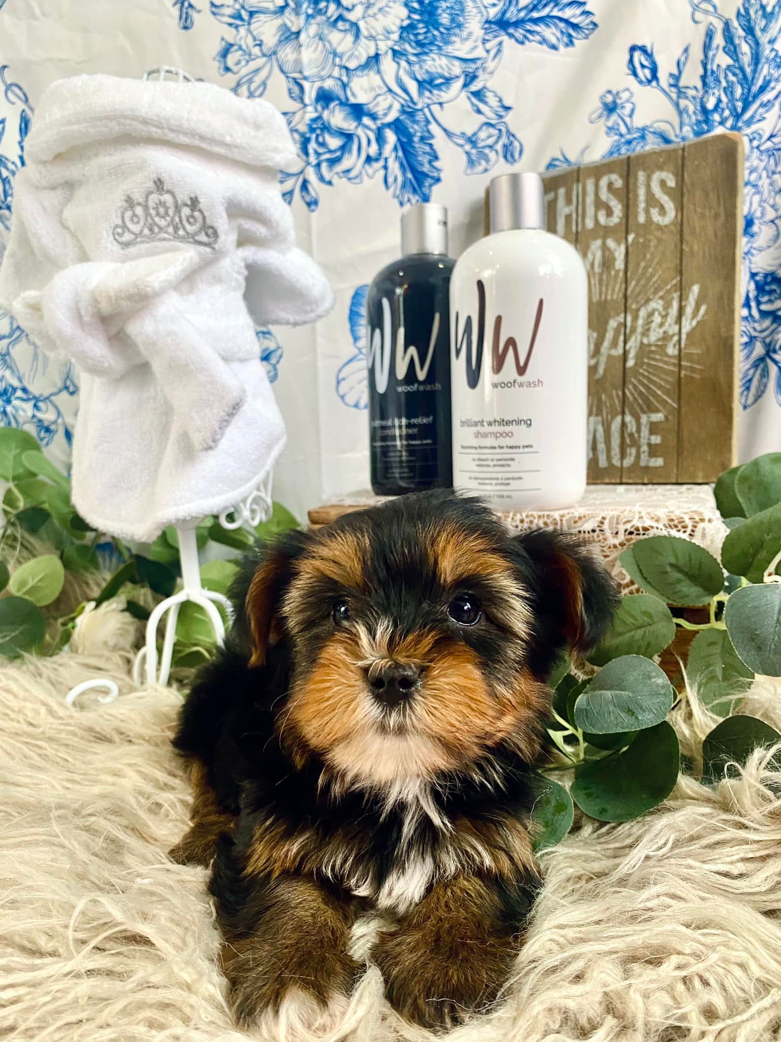 Puppyworld | Pet Shop | Franklin, WI