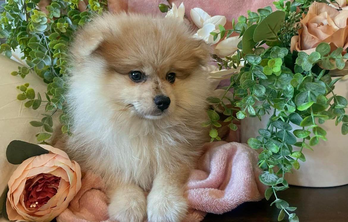 Puppyworld | Pet Shop | Franklin, WI