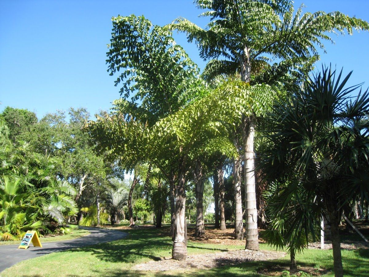 Palm Tree Nursery Sarasota, FL | Blue Sky Landscaping
