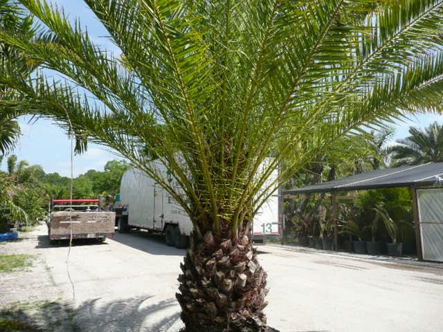 Palm Tree Nursery Sarasota, FL | Blue Sky Landscaping