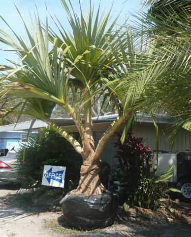 Palm Tree Nursery Sarasota, FL | Blue Sky Landscaping