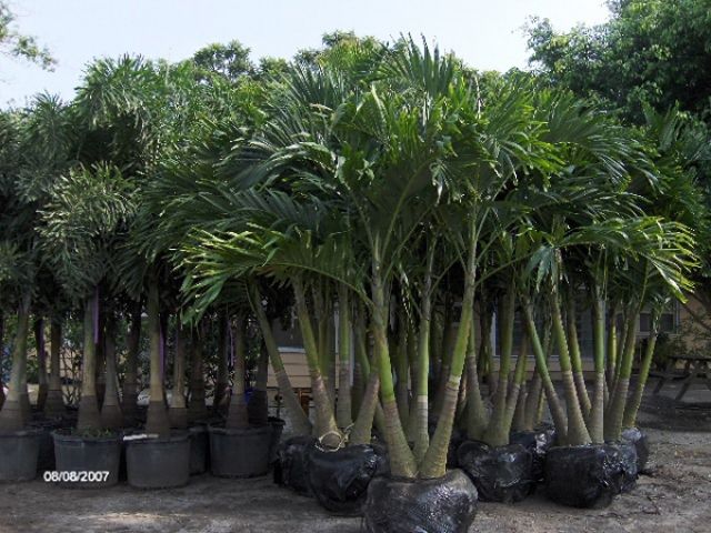 Palm Tree Nursery Sarasota, FL | Blue Sky Landscaping