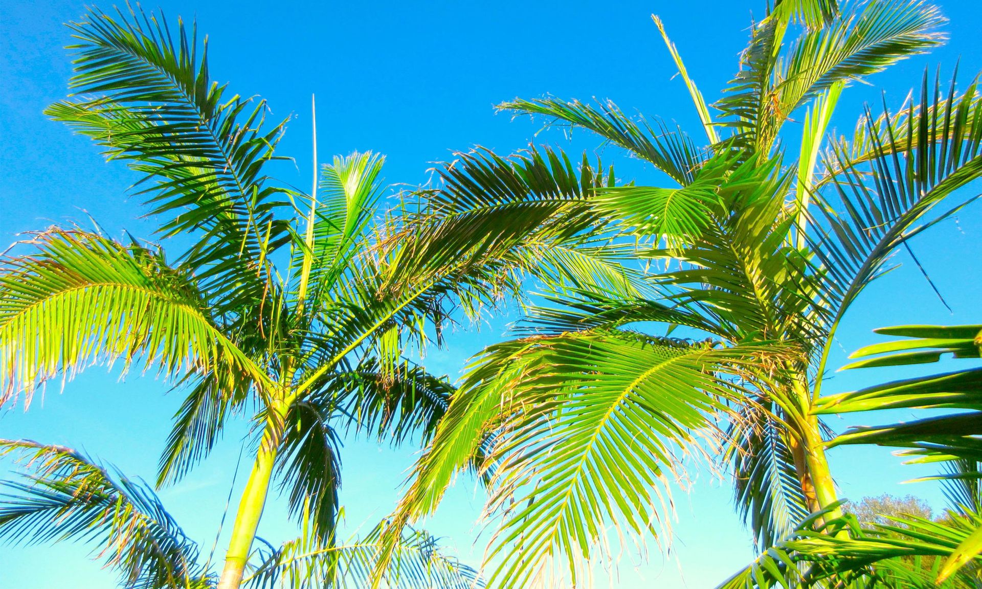 Landscaping Company and Nursery Bradenton, FL