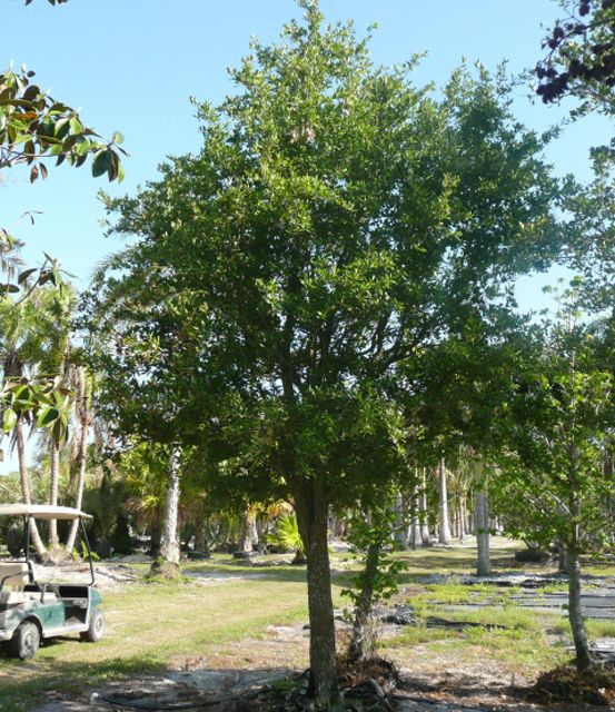 Trees and Shrubs Venice, FL | Blue Sky Landscaping