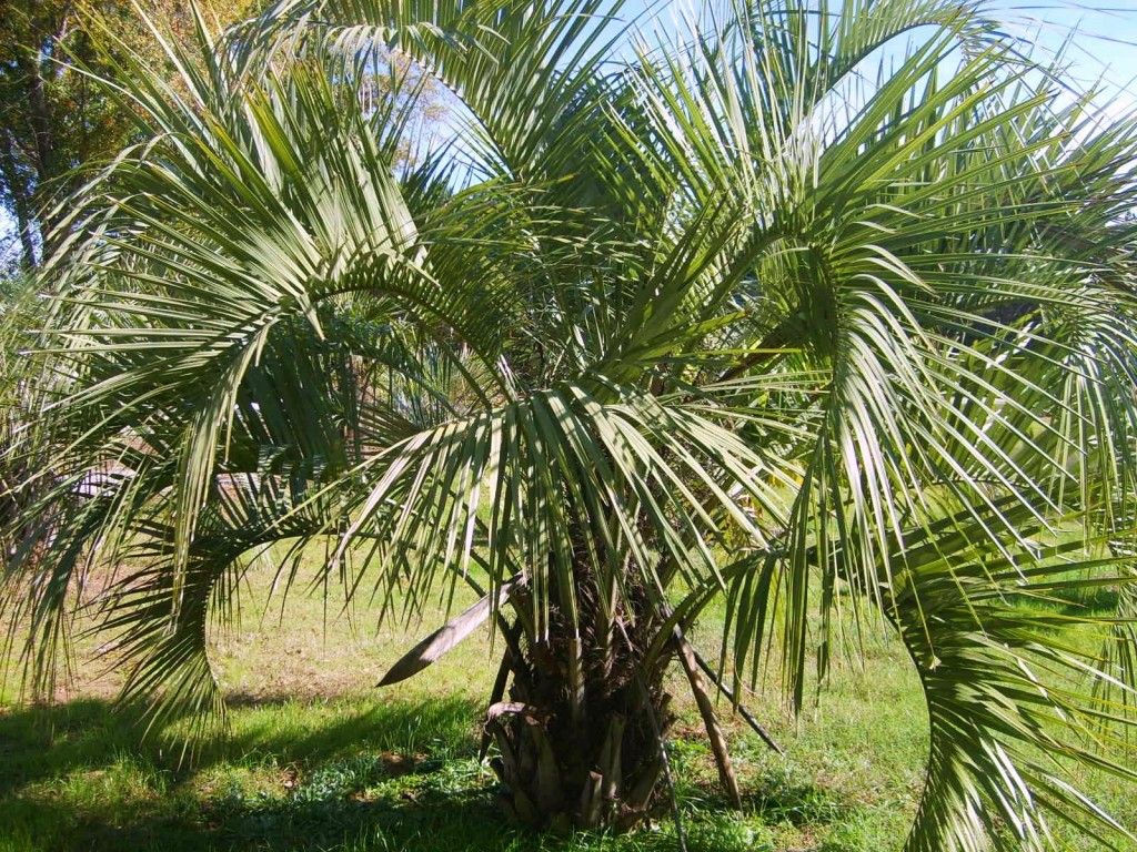 Palm Tree Nursery Sarasota, FL | Blue Sky Landscaping