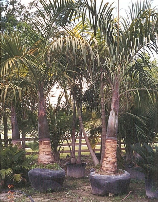 Palm Tree Nursery Sarasota, FL | Blue Sky Landscaping