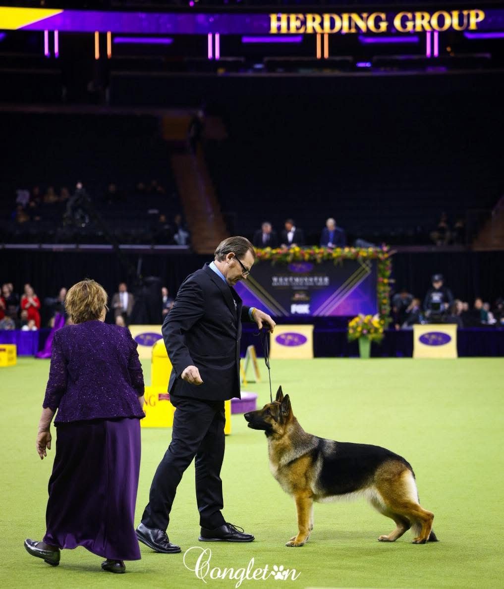 Dog Handling Services | Edgerton, WI