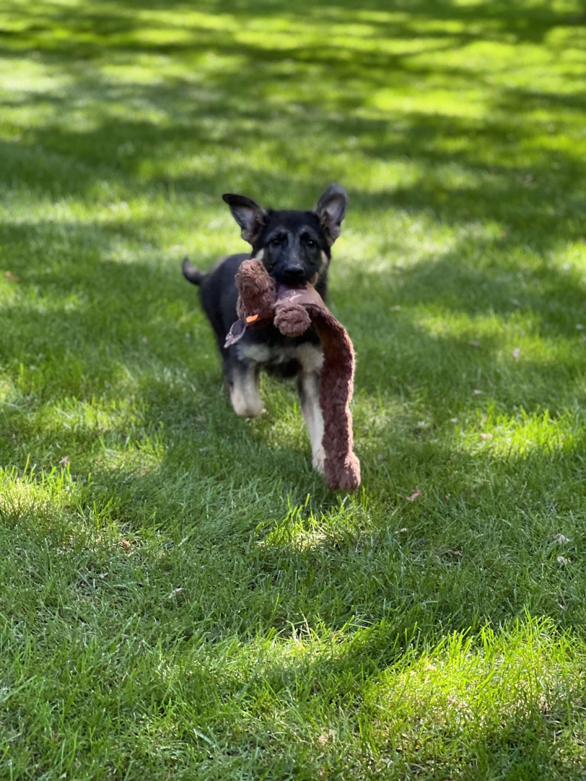 German Shepherd Care | Edgerton, WI