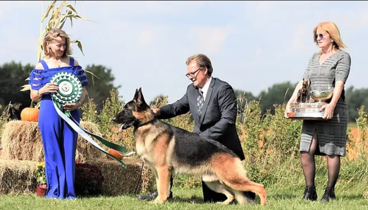 German Shepherd Care | Edgerton, WI