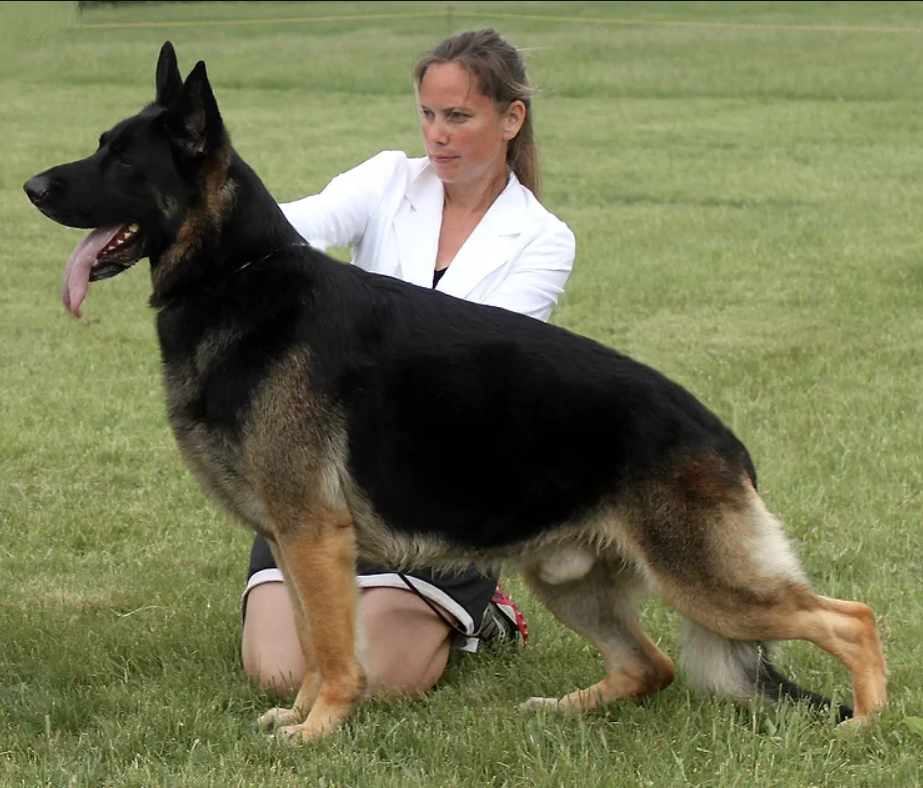 German Shepherd Care | Edgerton, WI