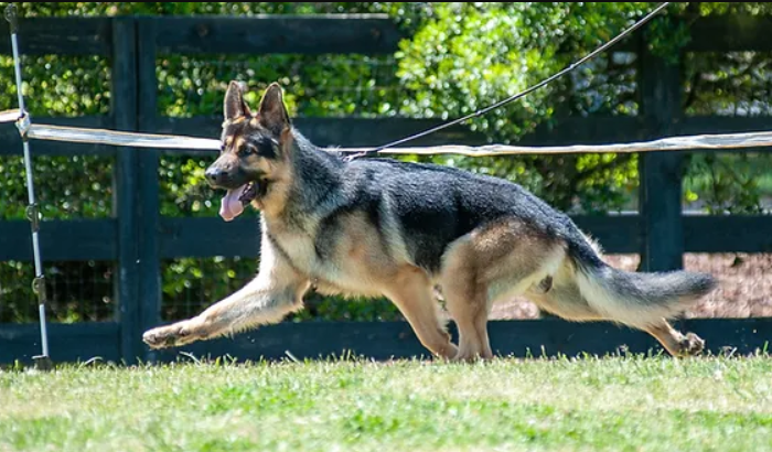 German Shepherd Care | Edgerton, WI