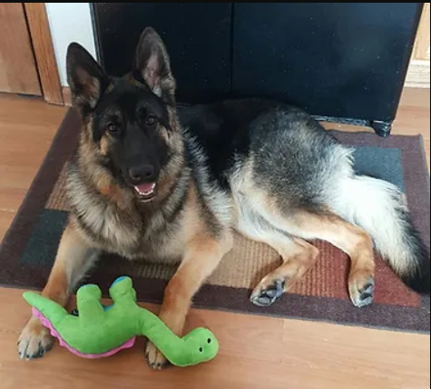 German Shepherd Care | Edgerton, WI