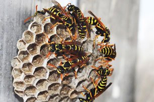 Mt Helix Pest & Termite Control | Pest Control San Diego CA