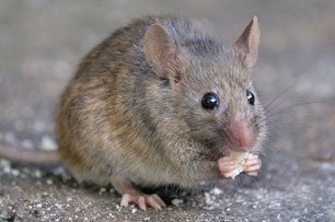 Mt Helix Pest & Termite Control | Pest Control San Diego CA