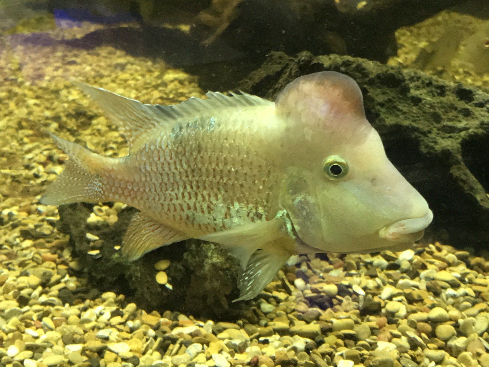 Freshwater Fish and Supplies | Virginia Beach, VA
