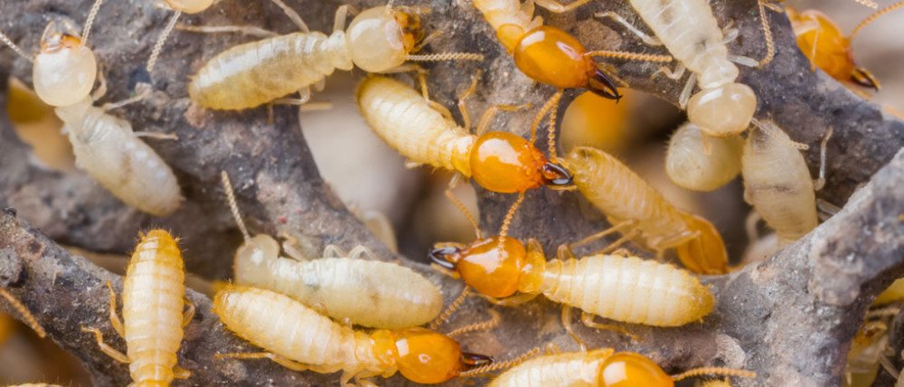 Arab Termite & Pest Control - Pest Control Services | Fort Wayne, IN