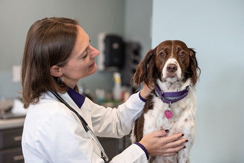 Vet Clinic Near Me | PetWellClinic | Knoxville, TN
