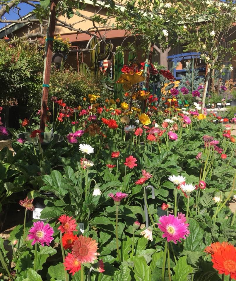 Landscaper Robby's Nursery & Calico Gardens | Bakersfield CA