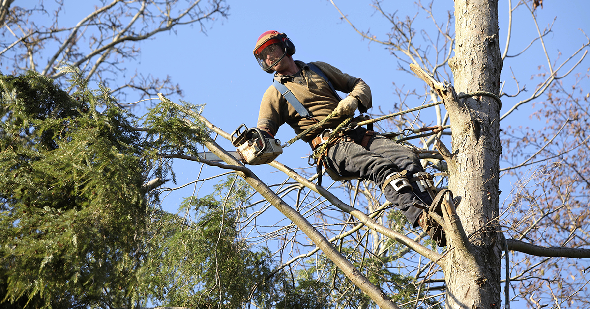 Tree Services Beacon | Newburgh | 4 Seasons Tree Service