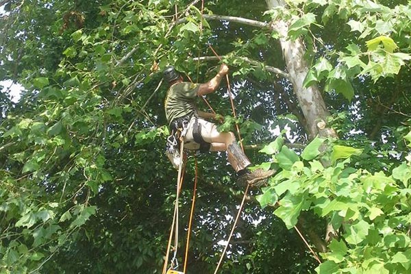 Clean Cut Charlie | Tree Services | Clarksville, TN