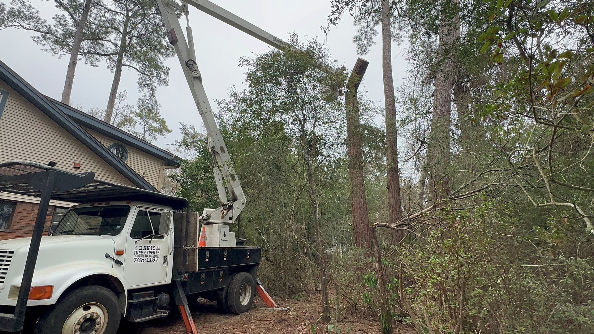 Gallery | Davis Tree Experts | Vidor, TX | Beaumont, TX