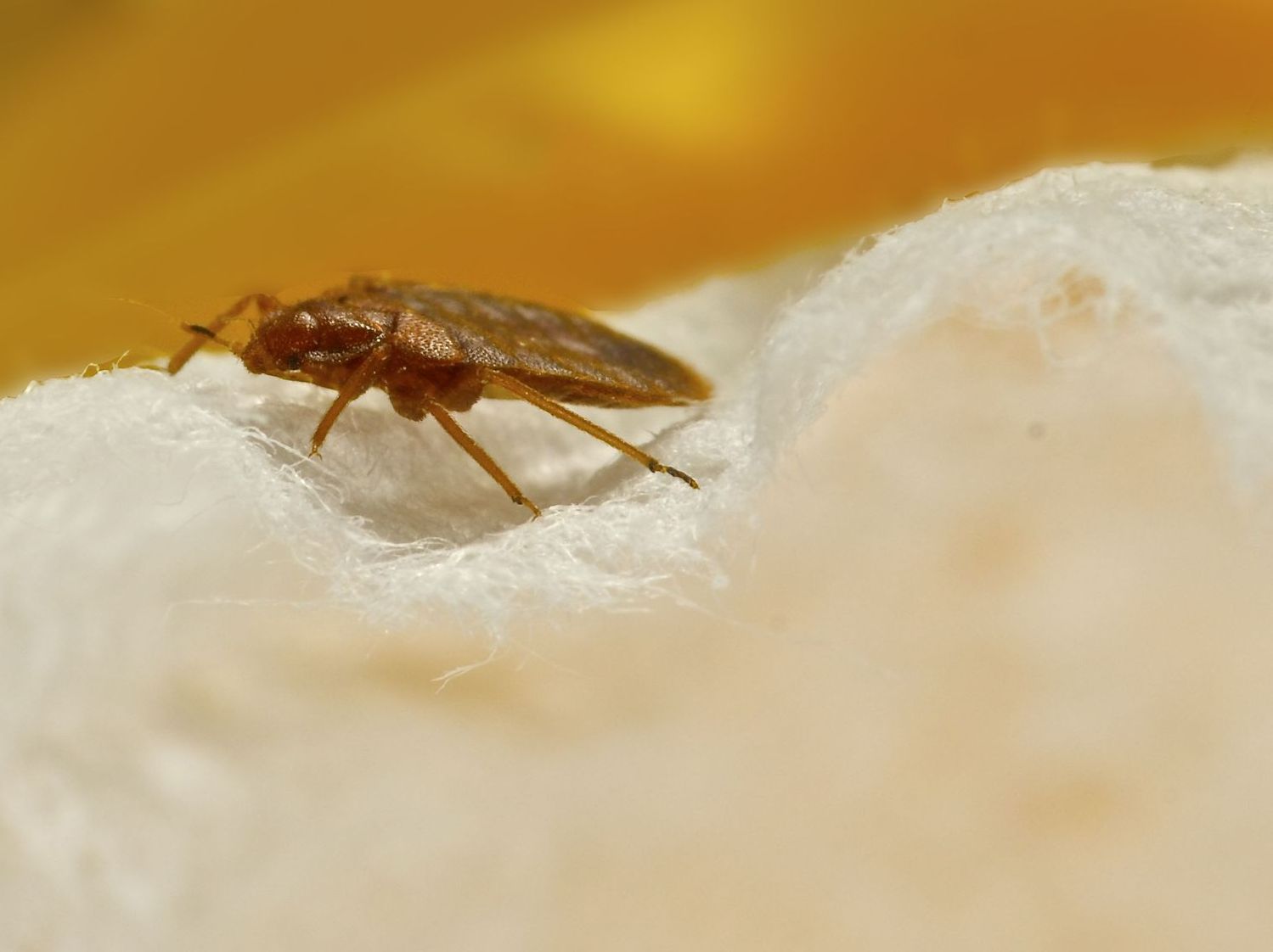 Pest Control | Dirt Cheap Exterminators | Kansas City, MO