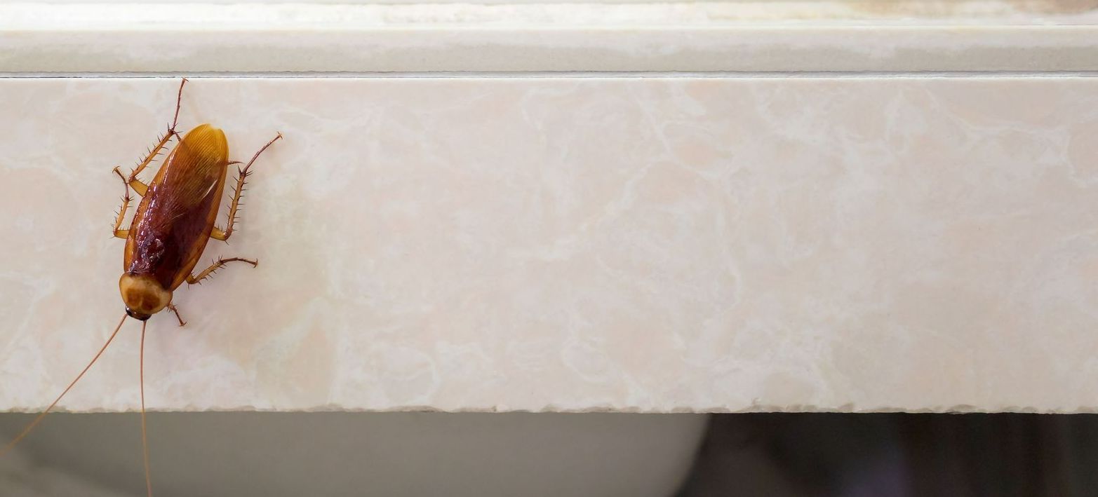 Pest Control | Dirt Cheap Exterminators | Kansas City, MO