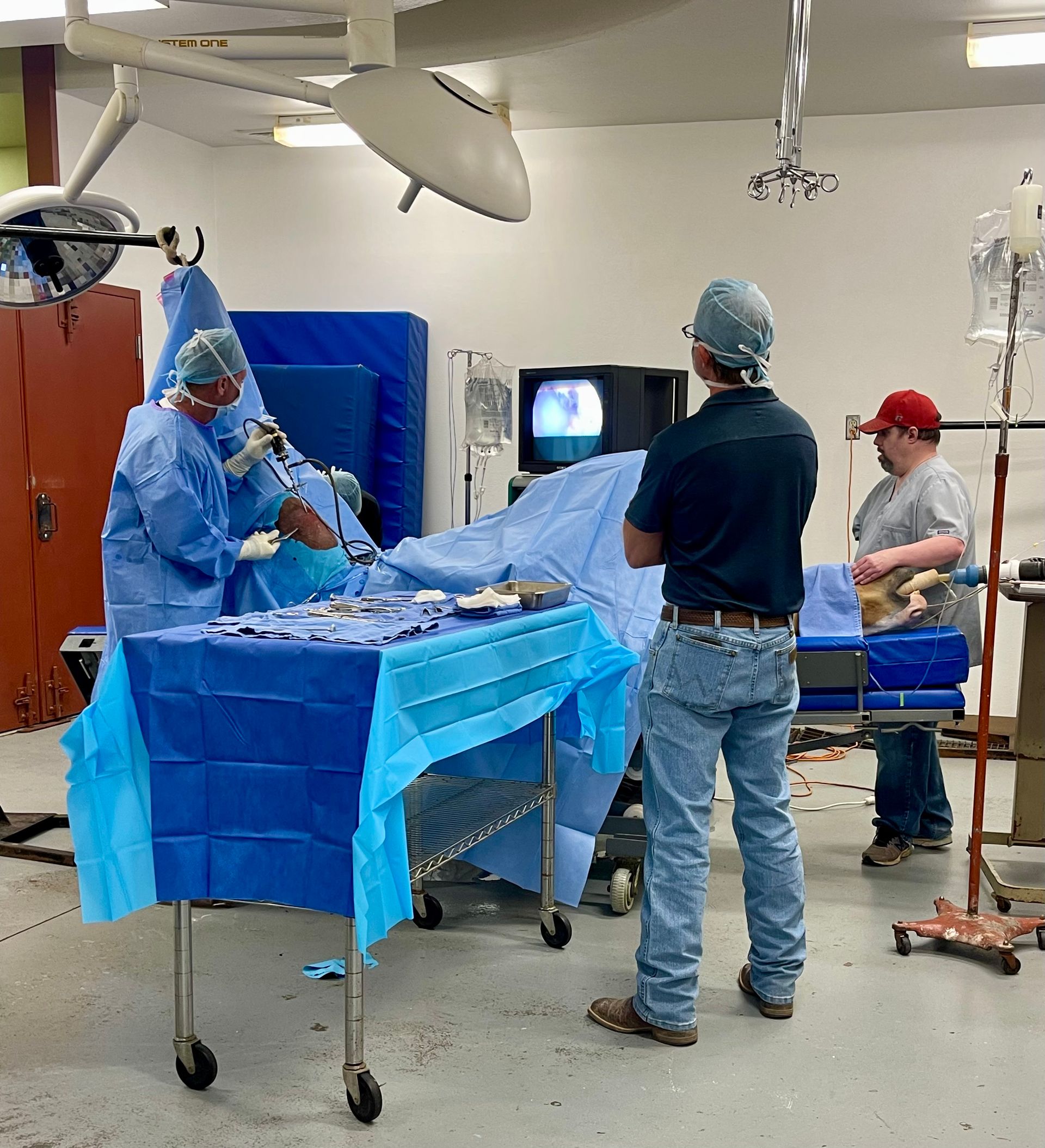 Equine Surgery | Equine Fracture Repair | Goldsby, OK