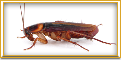 Mr. Pest Control - Complete Pest Control Services | Charlestown, IN