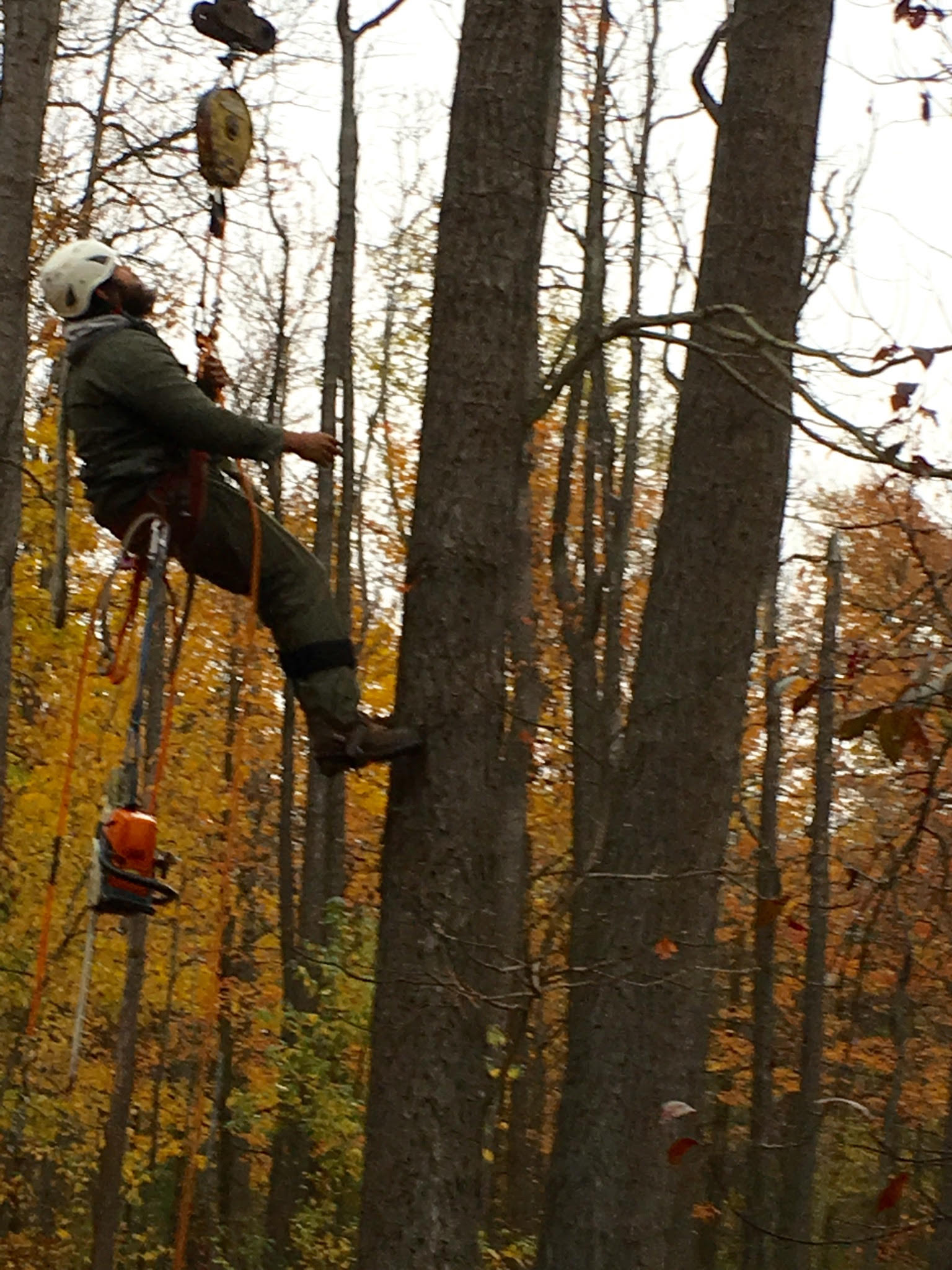A Cut Above Tree Service LLC | Tree Care | Saugatuck, MI