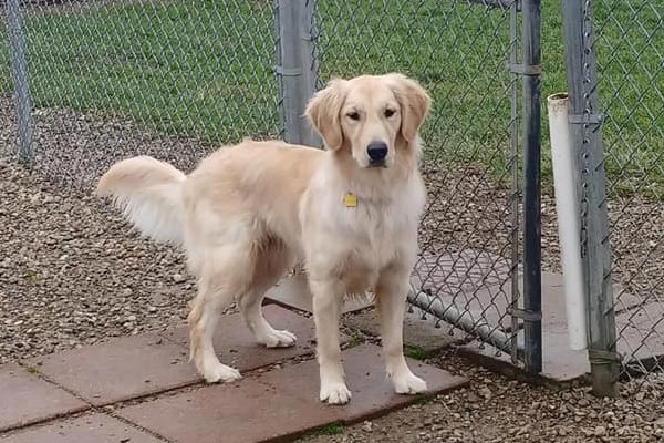 Oxford Kennel | Pet Care Services | Trenton, OH