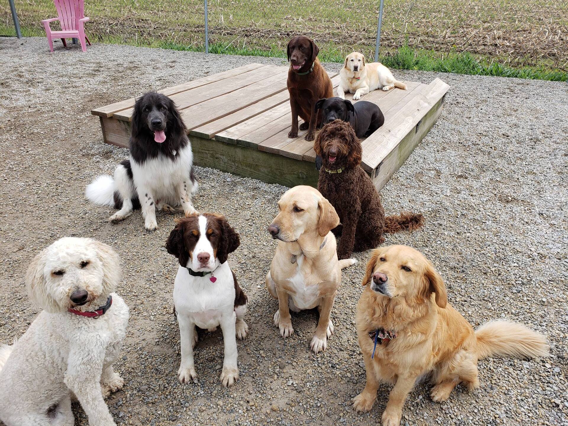 Oxford Kennel Gallery | Trenton, OH