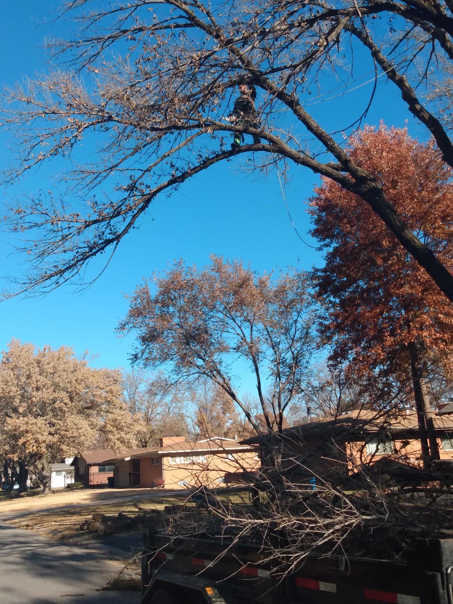 Tree Services | ICT Tree Service | Sedgwick County, KS