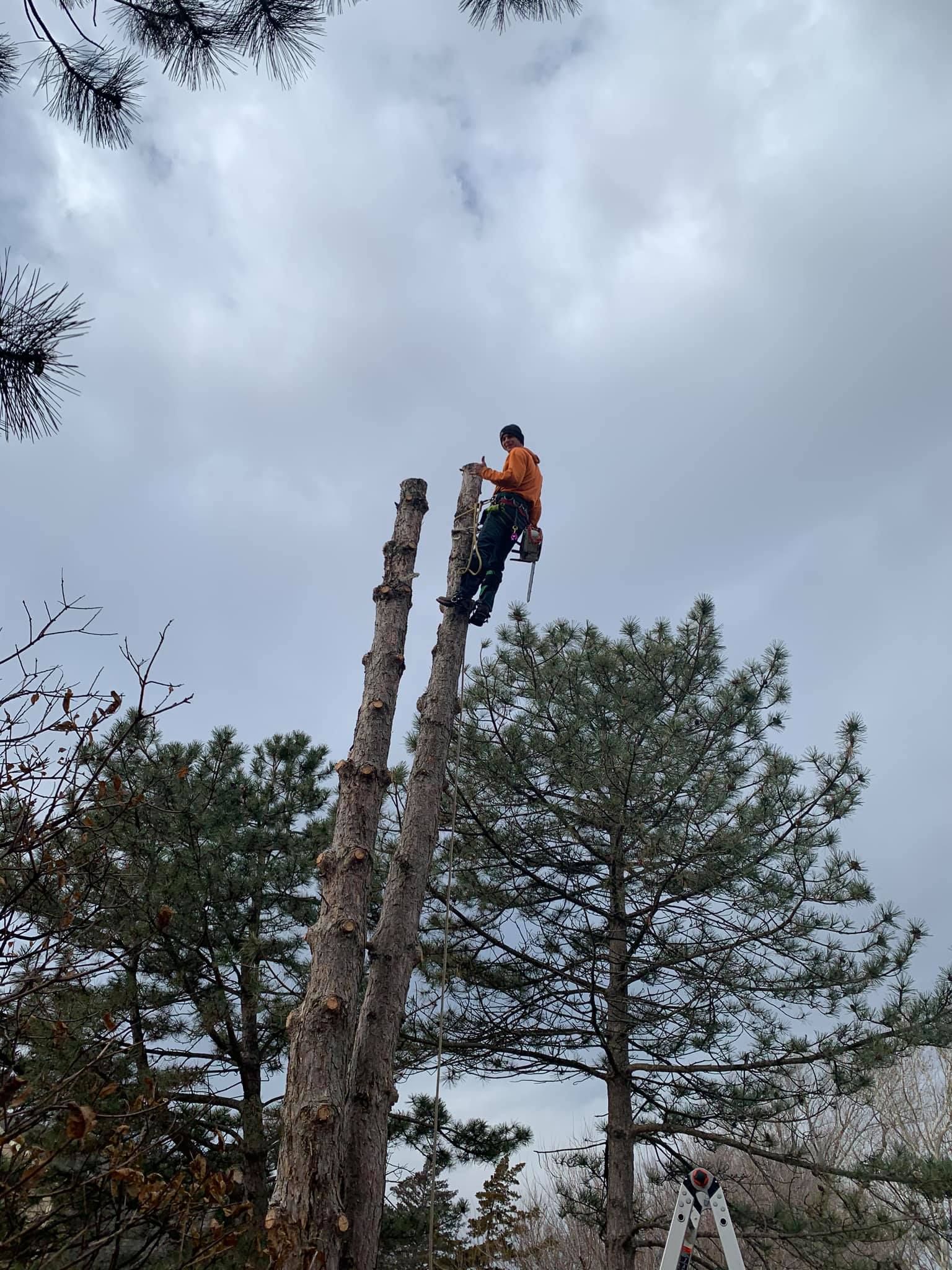 Tree Services | ICT Tree Service | Sedgwick County, KS