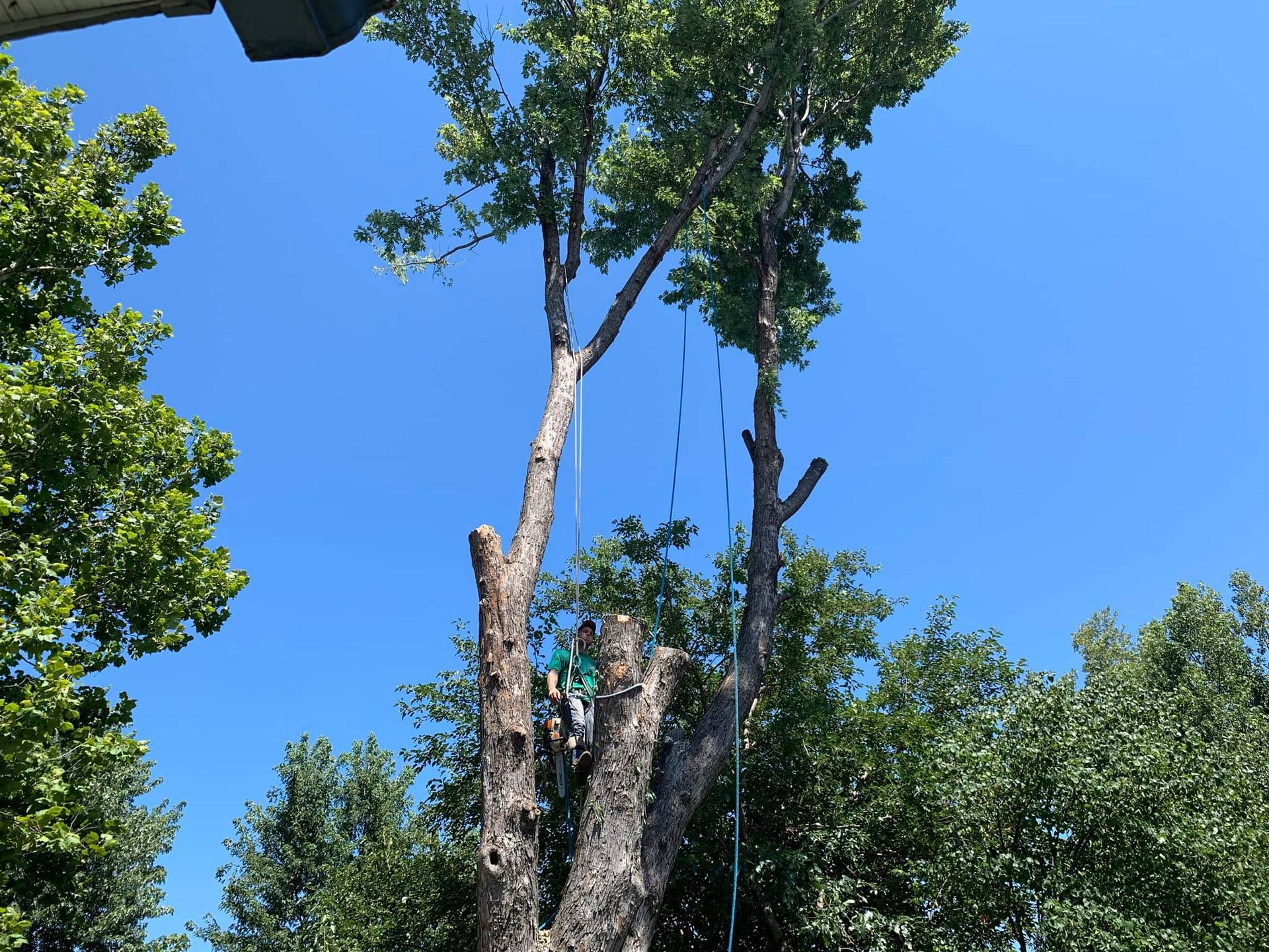 Tree Services | ICT Tree Service | Sedgwick County, KS