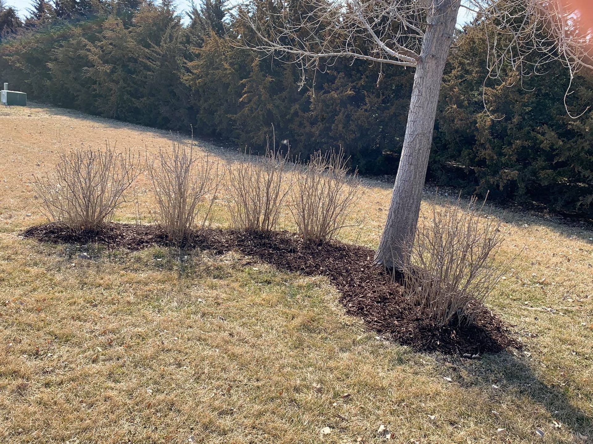 Tree Services | ICT Tree Service | Sedgwick County, KS