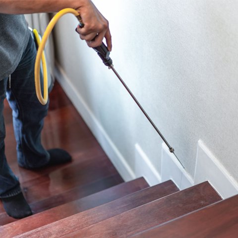 Pest Control Lee's Summit, MO | Mason Exterminating