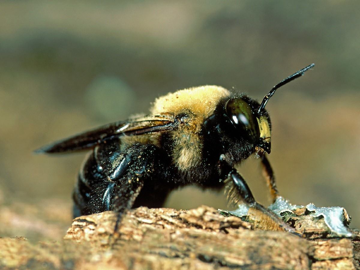 Pest Control | Exterminator | Dayton, OH | Free Bee Pest Control