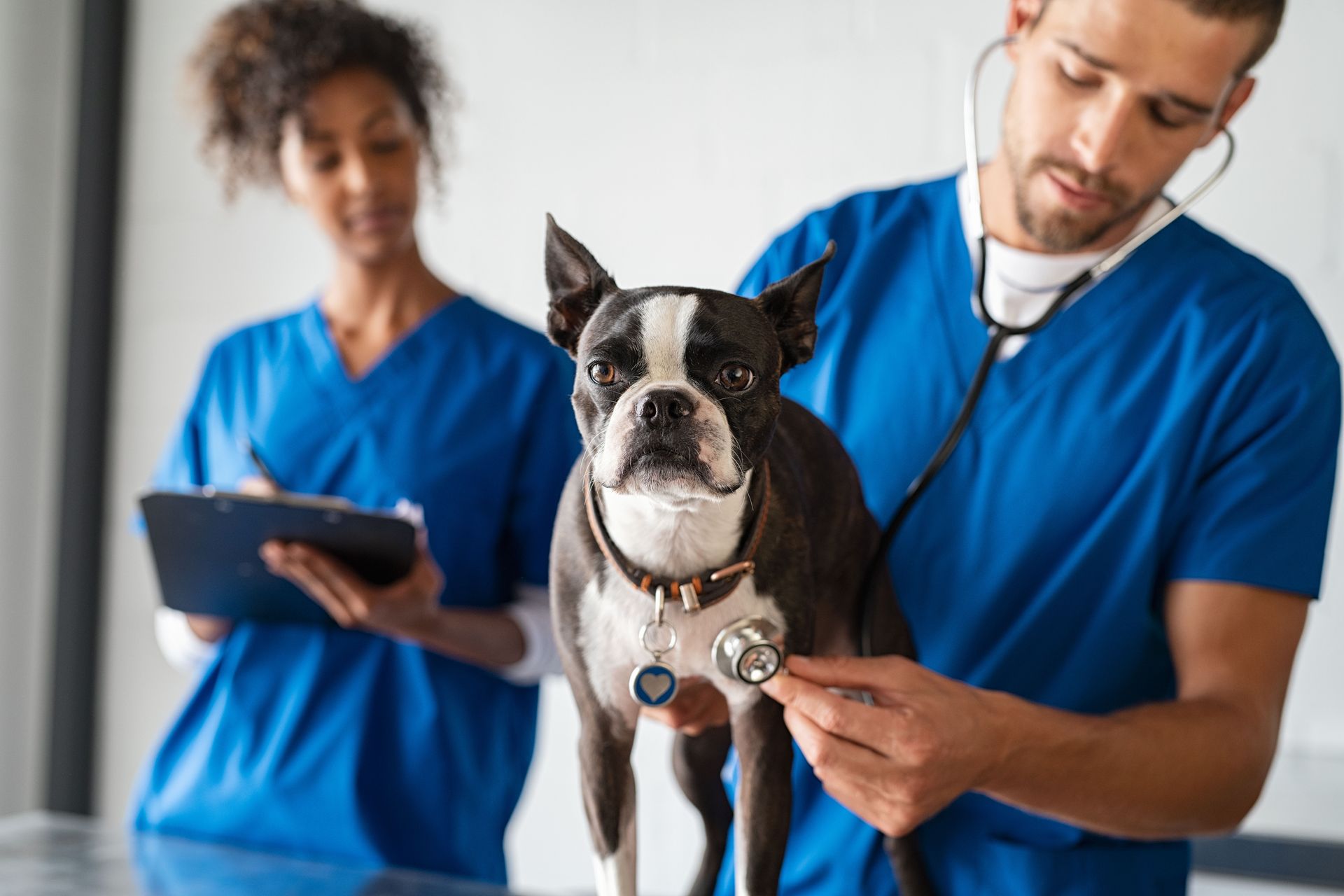 6 Qualities of a Reliable Veterinarian