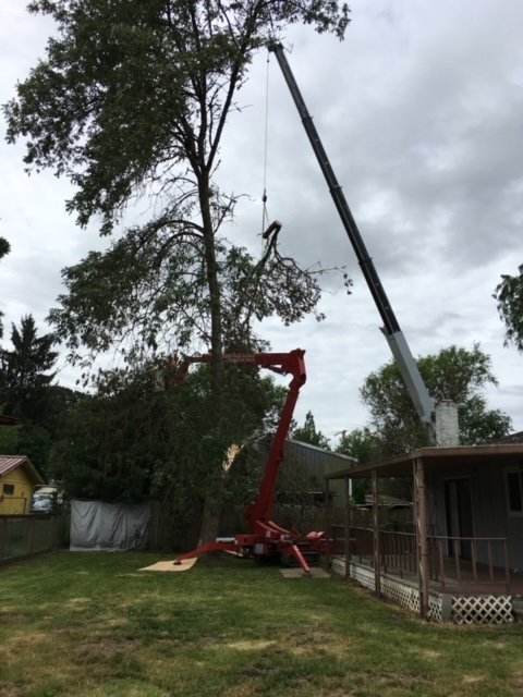 Tree Service Portland, OR | Eduardo's Tree Service