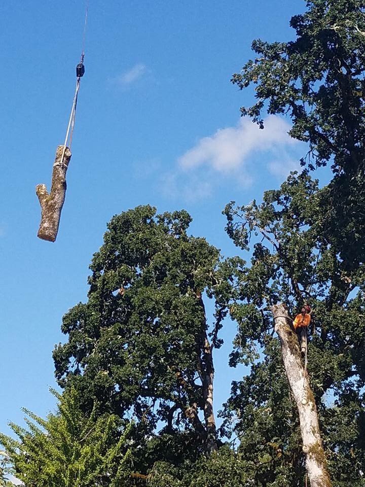 Tree Service Portland, OR | Eduardo's Tree Service