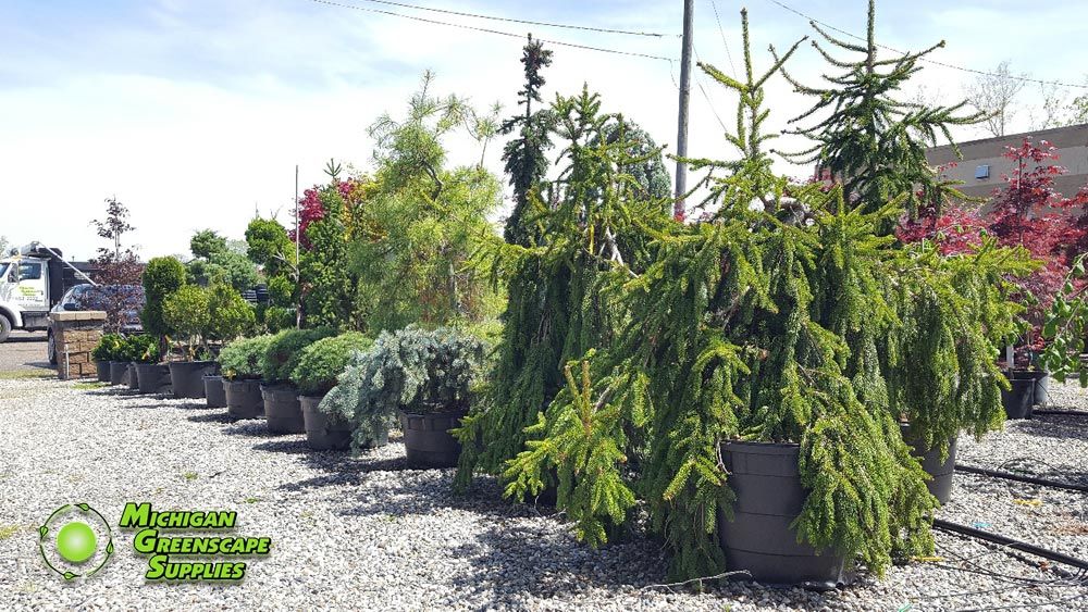 Trees Canton, MI | Michigan Greenscape Supplies
