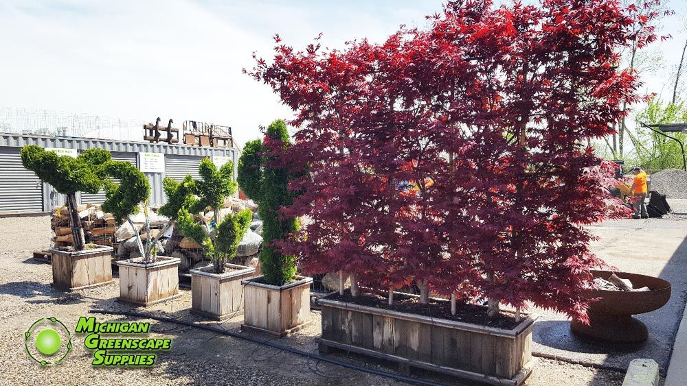 Trees Canton, MI | Michigan Greenscape Supplies