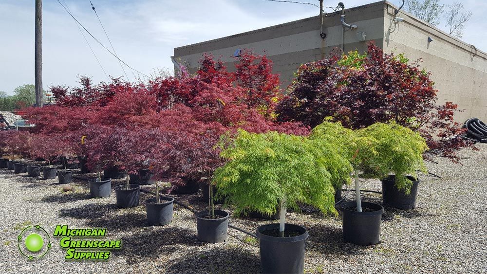 Trees Canton, MI | Michigan Greenscape Supplies