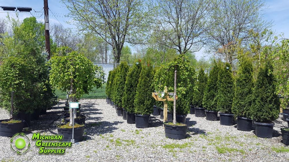 Trees Canton, MI | Michigan Greenscape Supplies