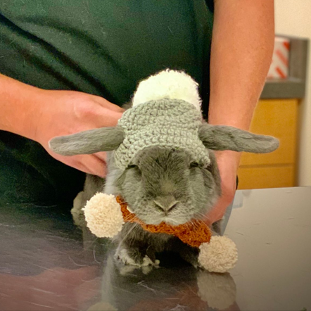 Haley Veterinary Practice, LLC | Exotic Pet Vet | Lebanon TN